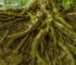 Answers What Kind of Root System Does a Sycamore Tree Have?