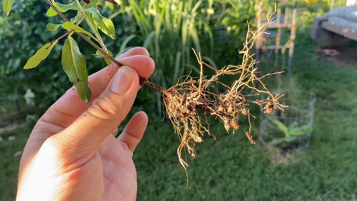 How Deep Are Pomegranate Roots. Detailed Explanations