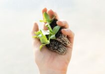 Answers What Kind of Root System Does a Sycamore Tree Have?