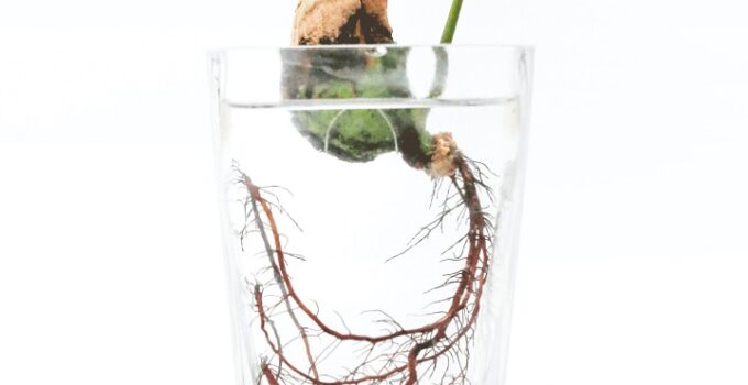 Fun Facts About Sycamore Trees