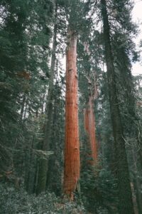 Special Things About Sequoia Types, Reproduction, and Facts